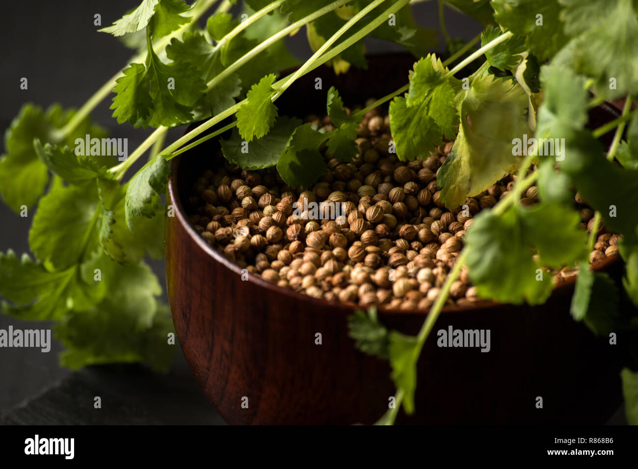 coriander cilantro seeds Stock Photo - Alamy