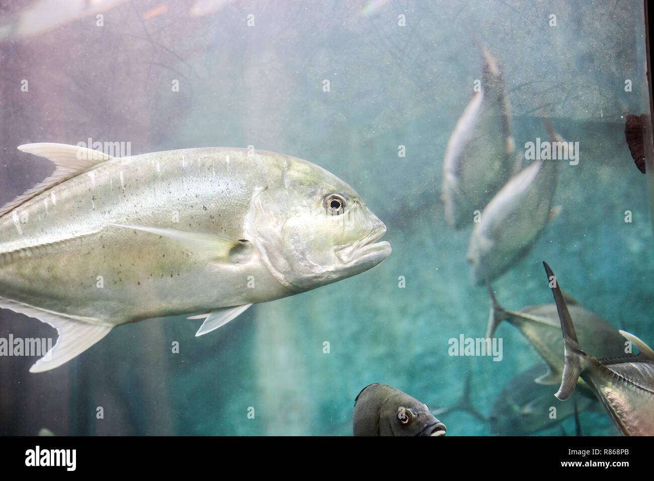 Crevalle jack silver fish. Caranx hippos or yellow cavalli fish ...