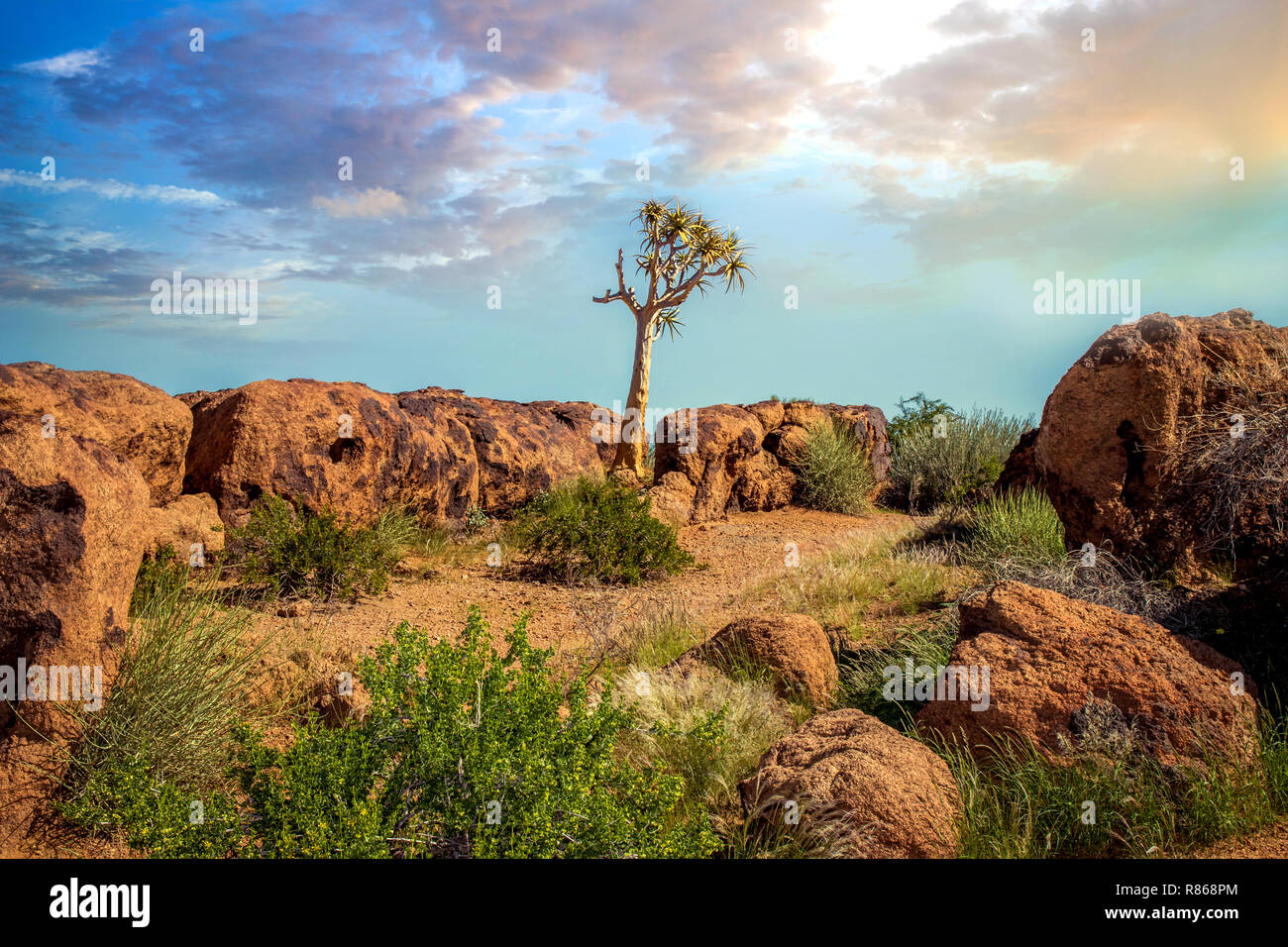 African Quiver tree Stock Photo - Alamy