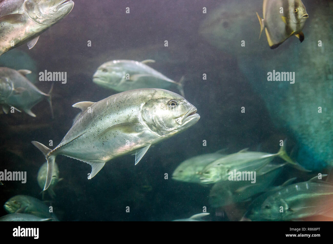 Jack crevale hi-res stock photography and images - Alamy