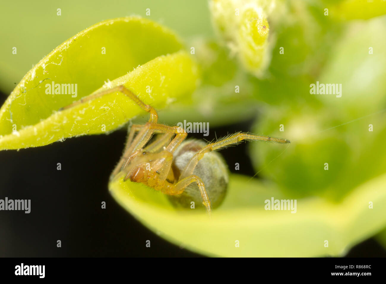 Tiny spiders hi-res stock photography and images - Alamy