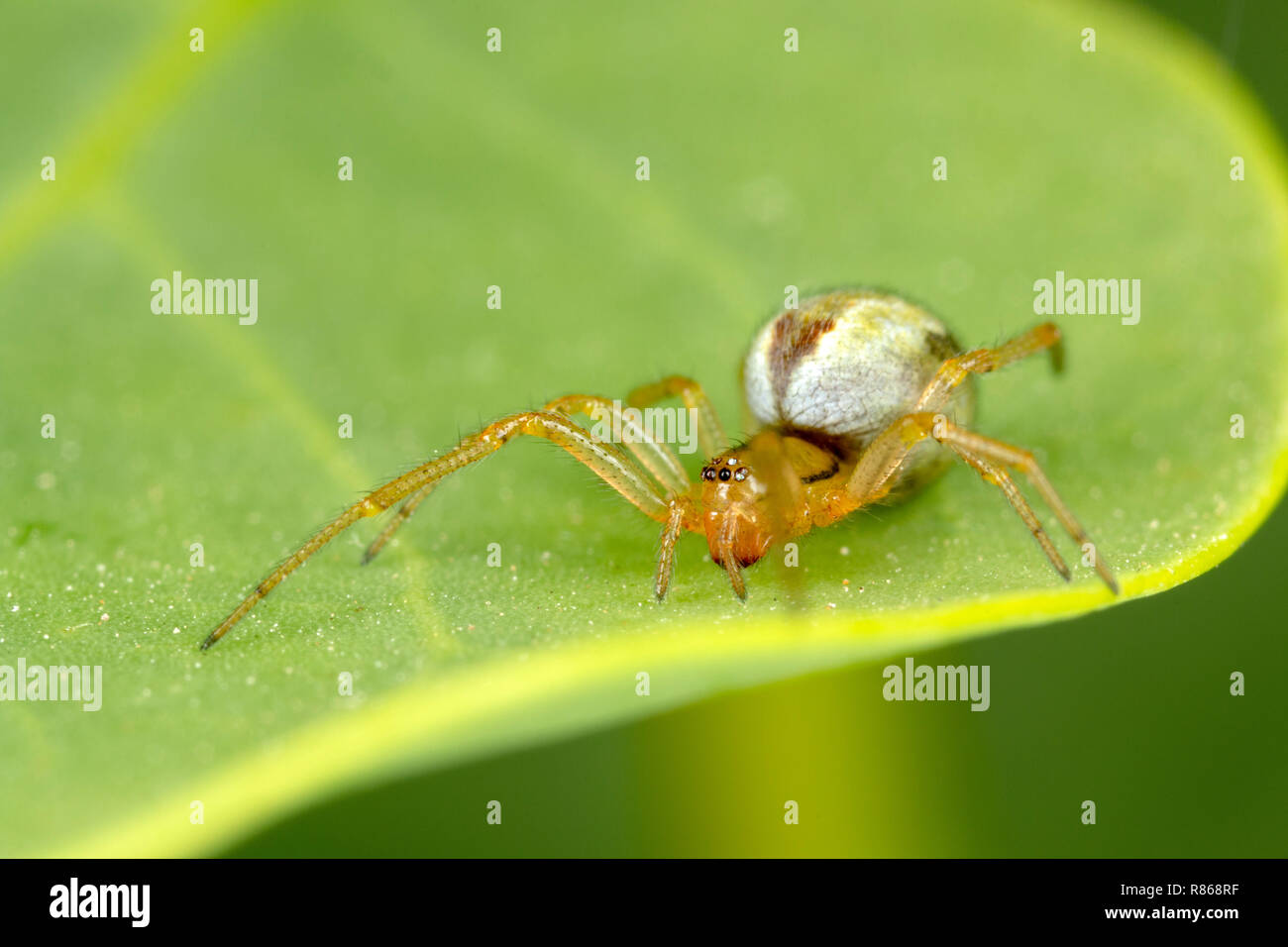Tiny black spider hi-res stock photography and images - Alamy