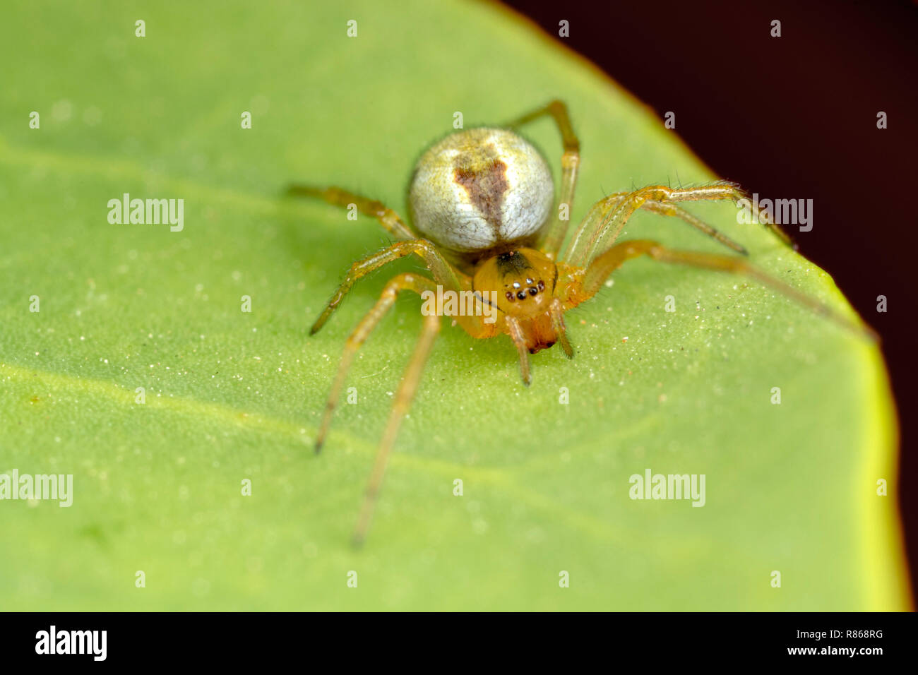 Tiny spiders hi-res stock photography and images - Alamy