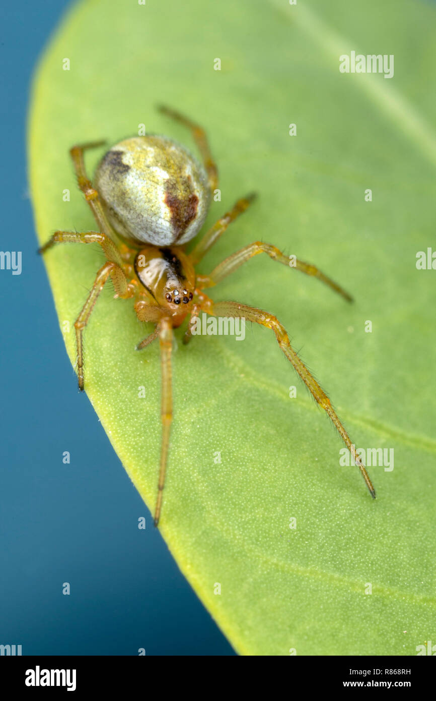 Tiny black spider hi-res stock photography and images - Alamy