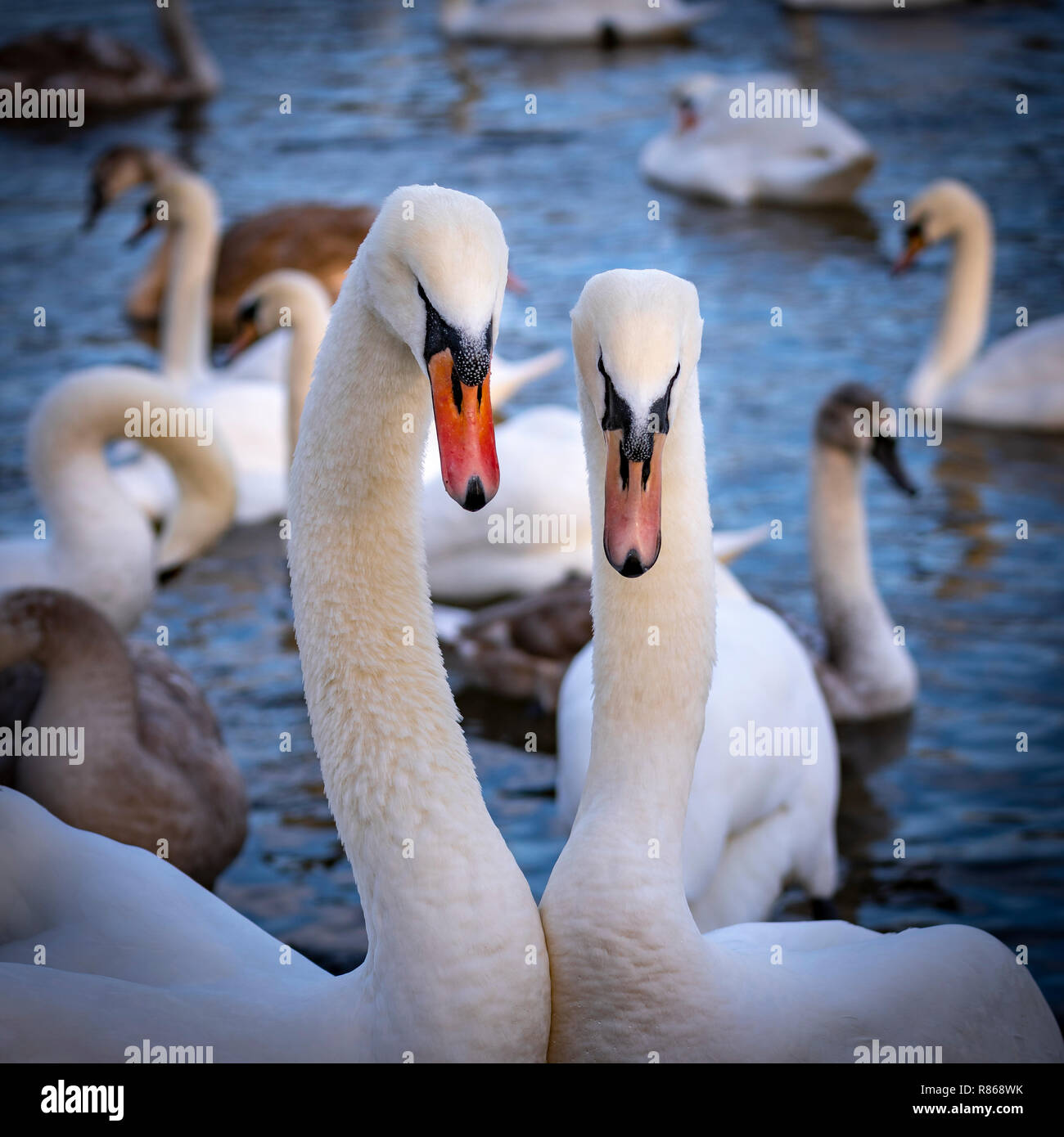 Worcester swan sanctuary hi-res stock photography and images - Alamy