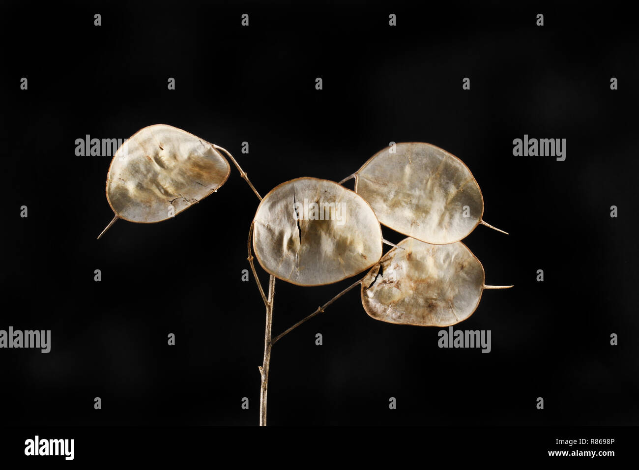 Translucent seed pods hi-res stock photography and images - Alamy
