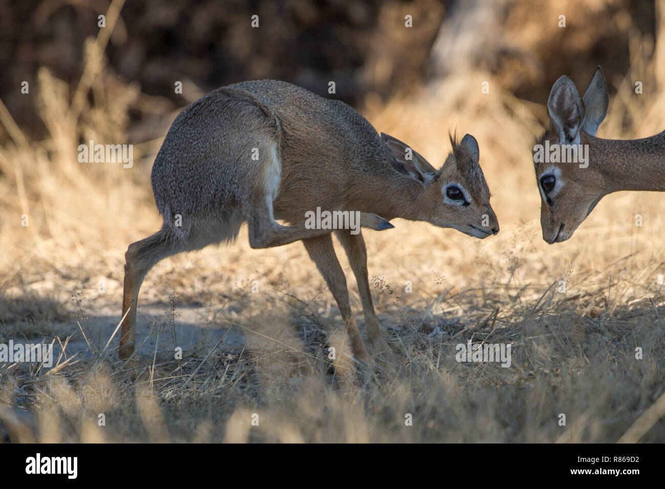 Antelope gazelle closeup hi-res stock photography and images - Alamy