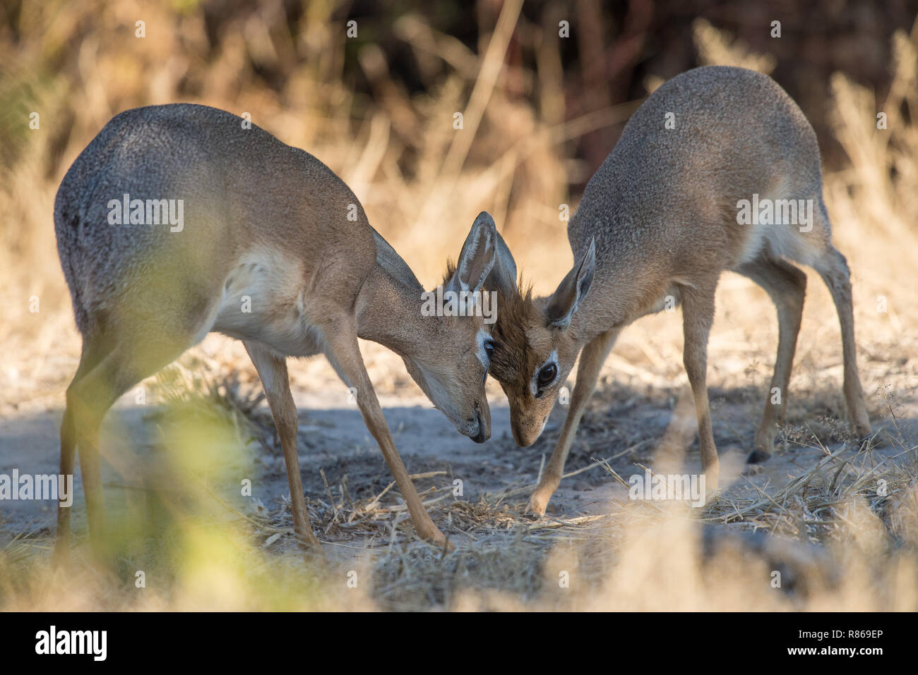 Dik Dik antelope Stock Photo - Alamy