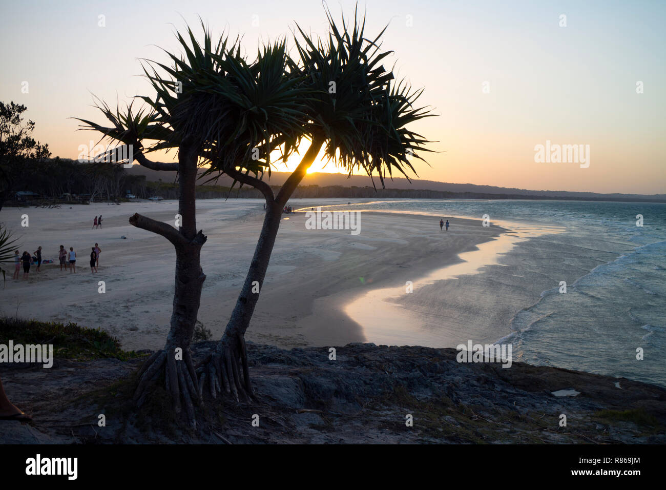 Pandanus tree silhouette hi-res stock photography and images - Alamy