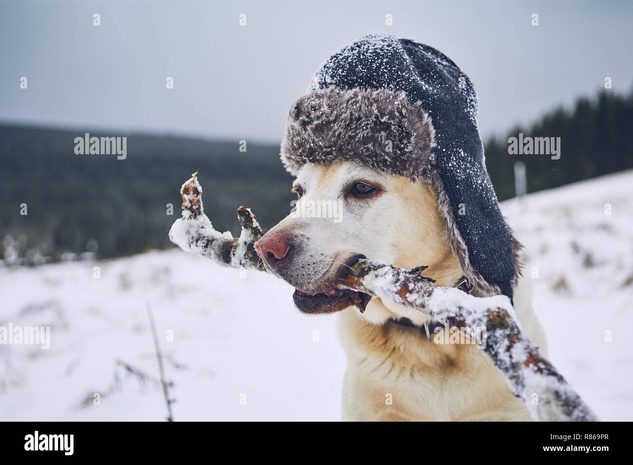 Funny portrait of dog in winter landscape. Labrador retriever with cap ...