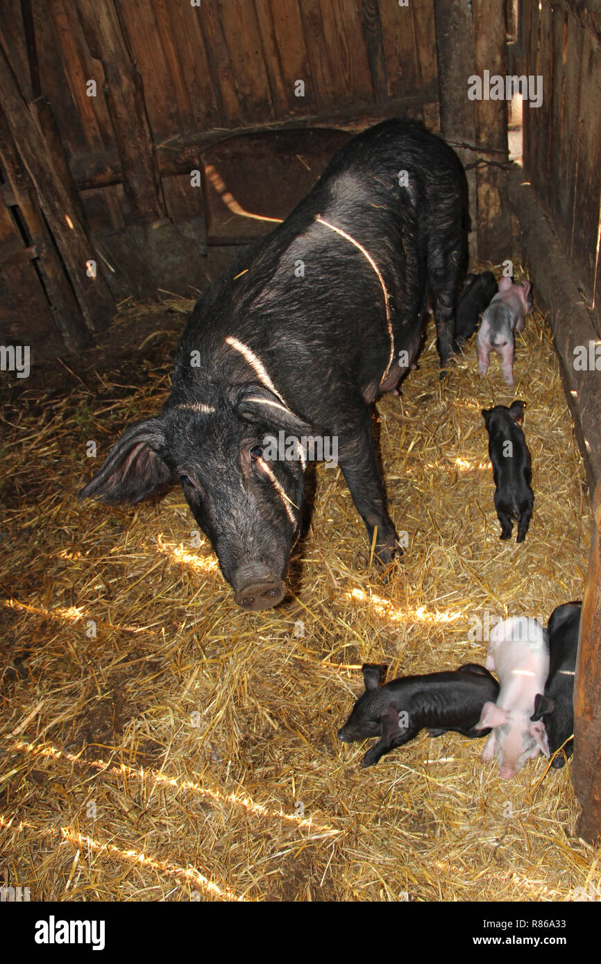 Group of piglets and mother in pig farm. Pig mother and pigs in barn ...
