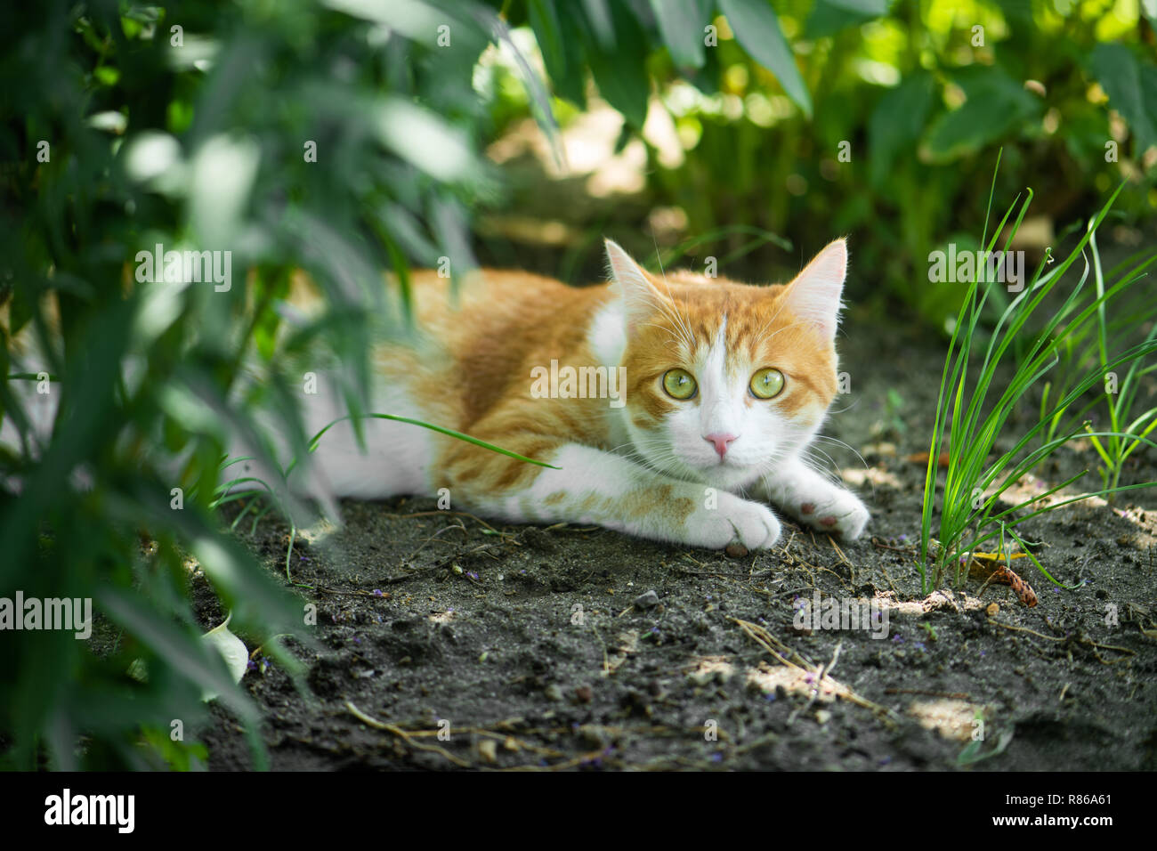 Green red blanket hi-res stock photography and images - Alamy