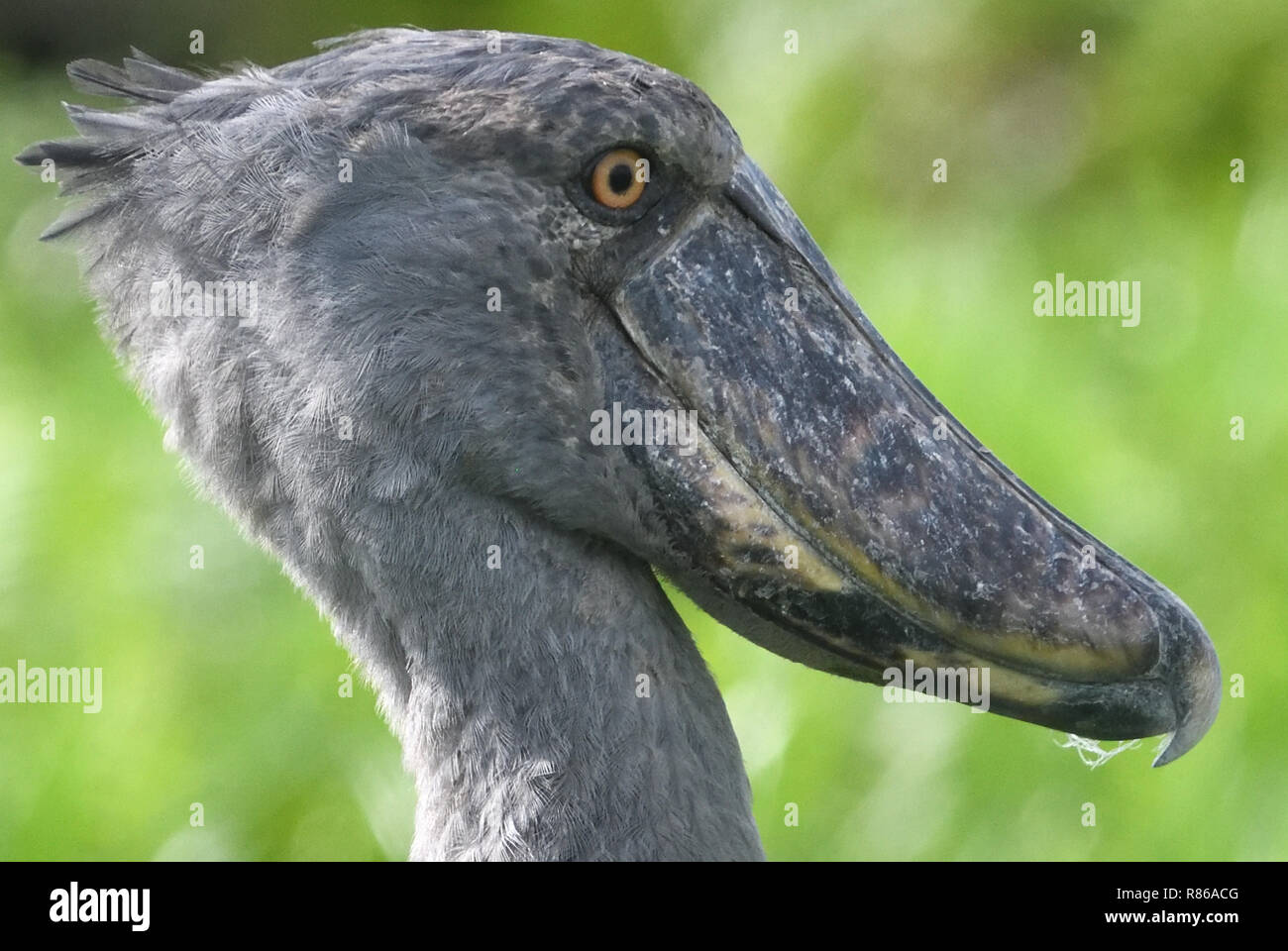 Balaeniceps rex hi-res stock photography and images - Alamy