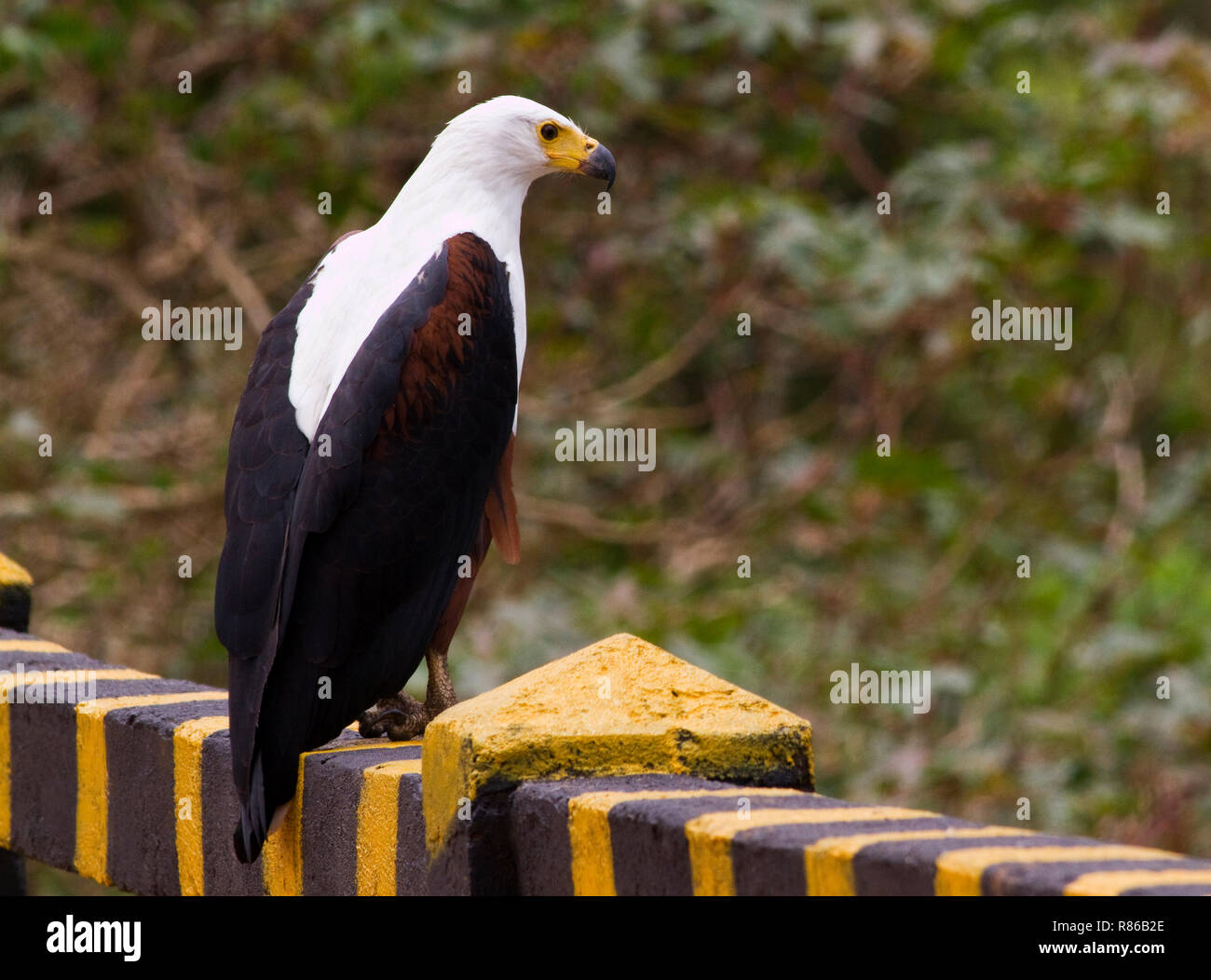 Vocal eagle hi-res stock photography and images - Alamy
