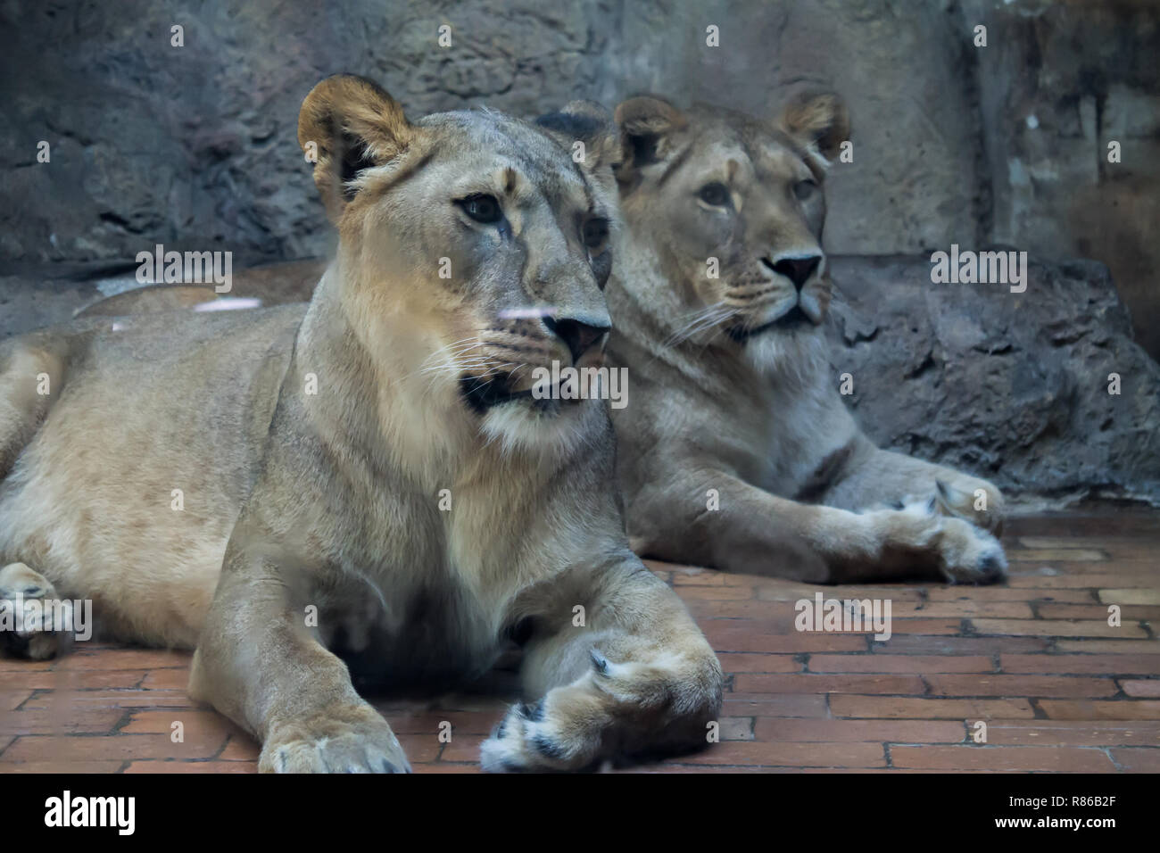 Two female lions hi-res stock photography and images - Alamy