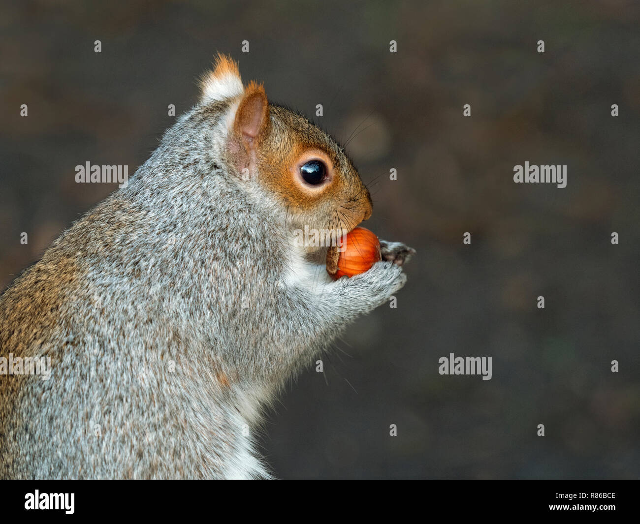 Squirrel storing nuts in tree hi-res stock photography and images - Alamy