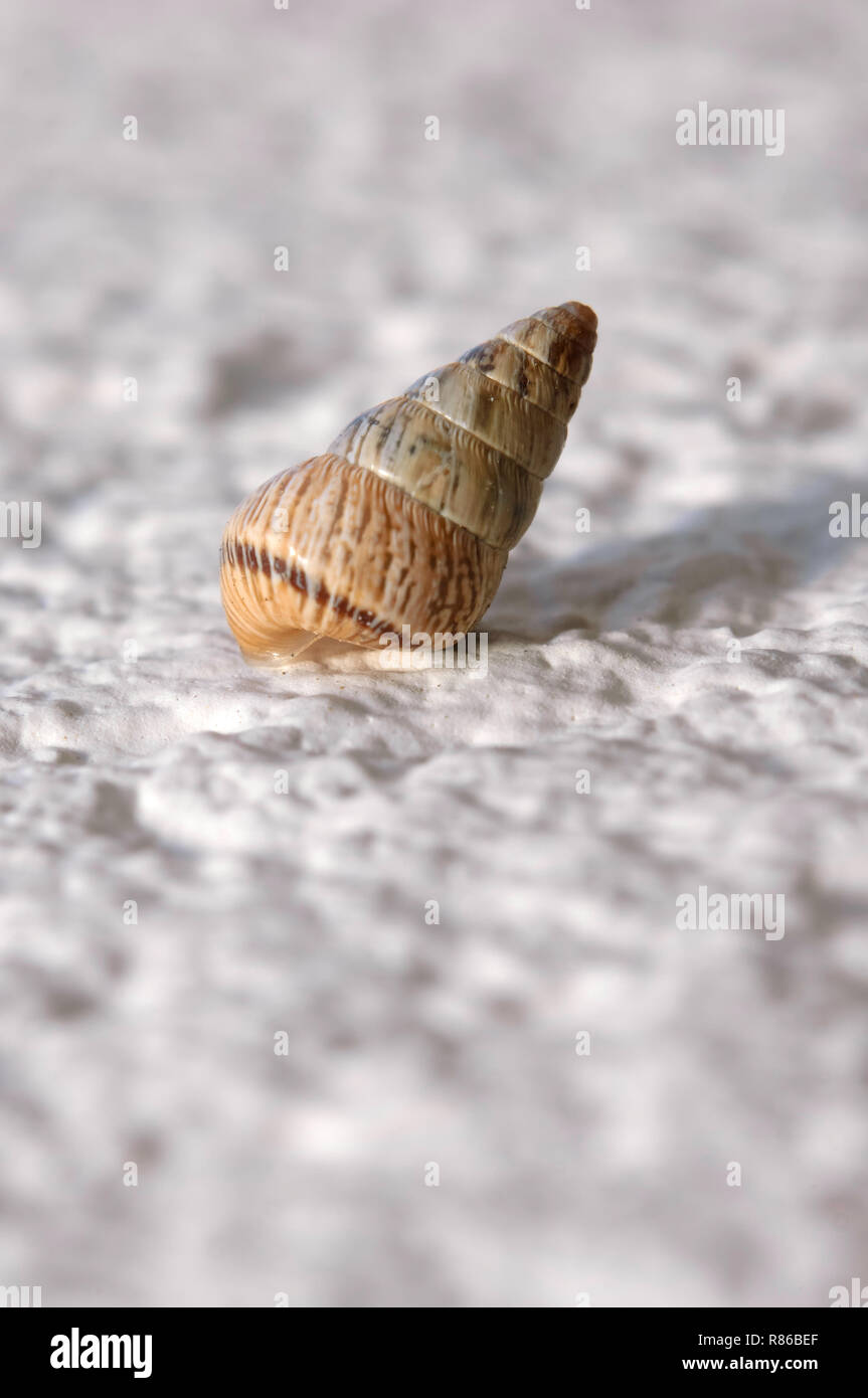 Macro shot of a small pointed snail on a white concrete wall Stock ...