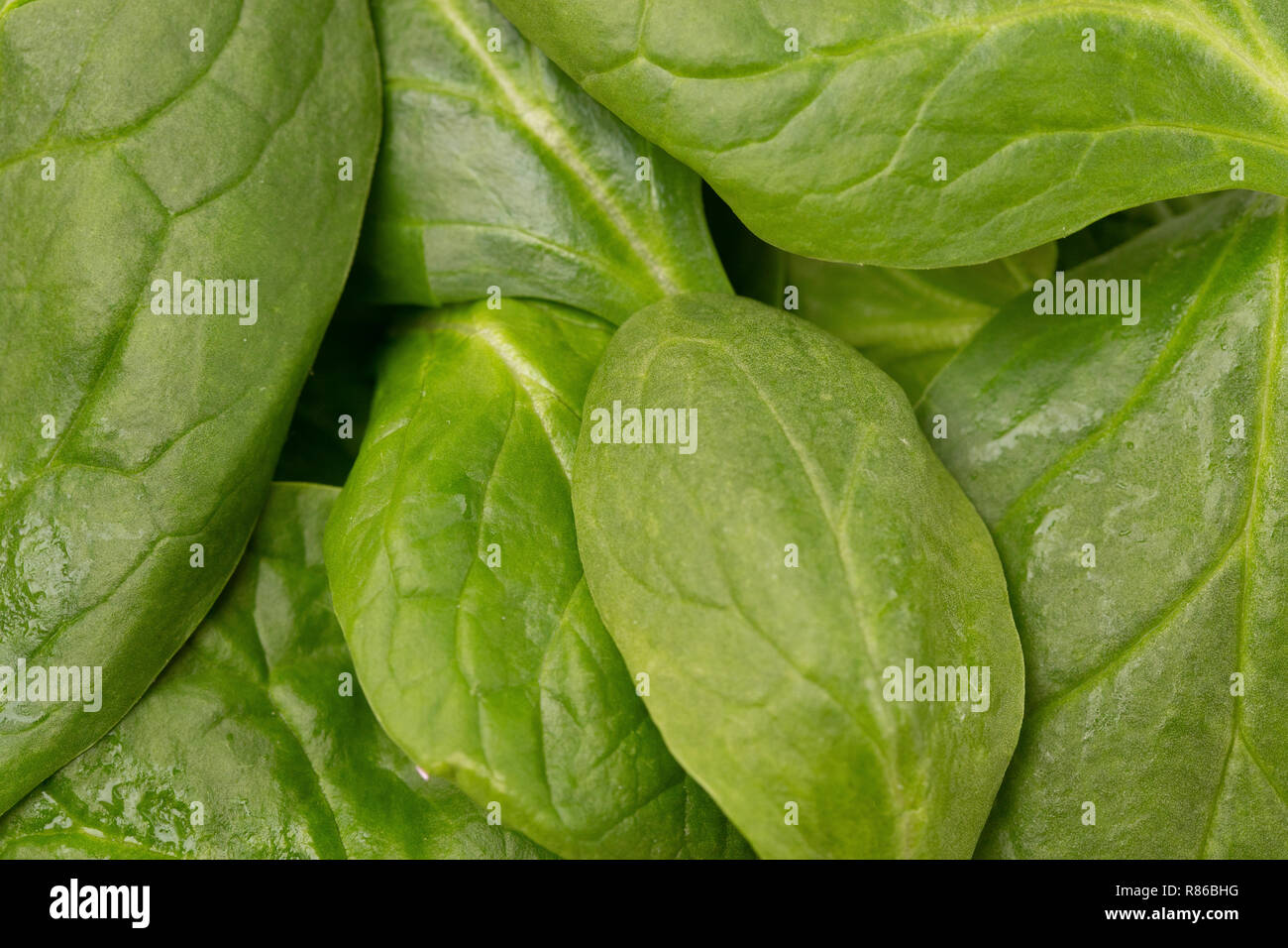 A Background of Fresh Spinach Leaves Stock Photo - Alamy