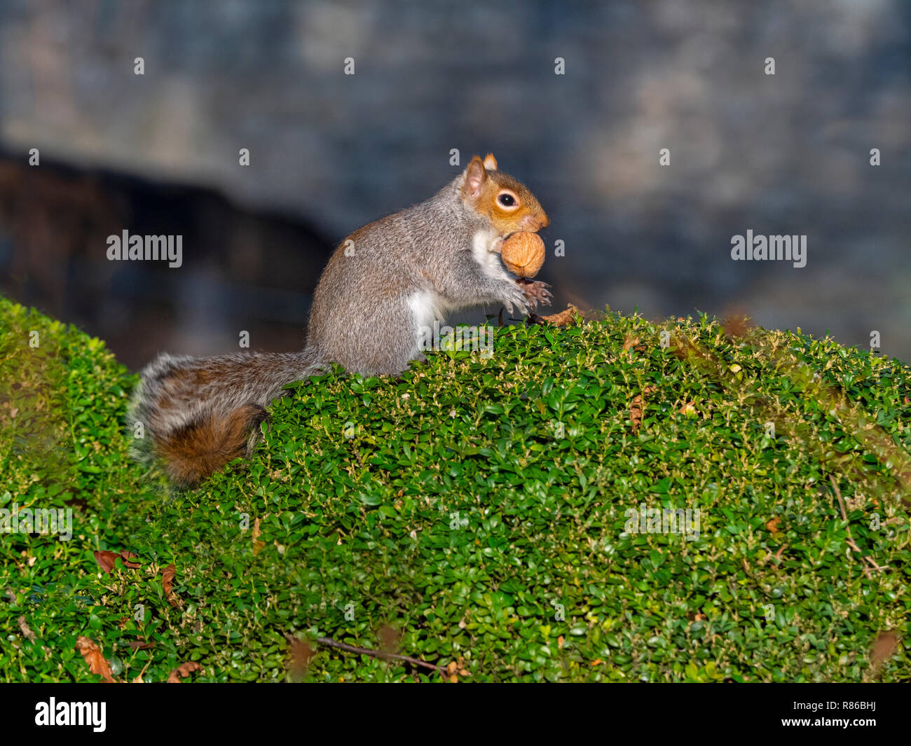 Squirrel storing nuts in tree hi-res stock photography and images - Alamy
