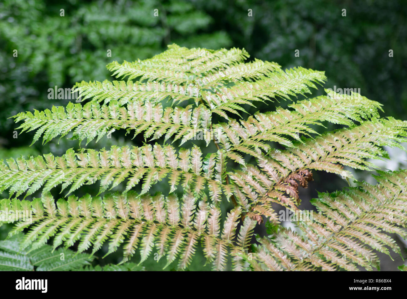 Fractal patterns hi-res stock photography and images - Alamy
