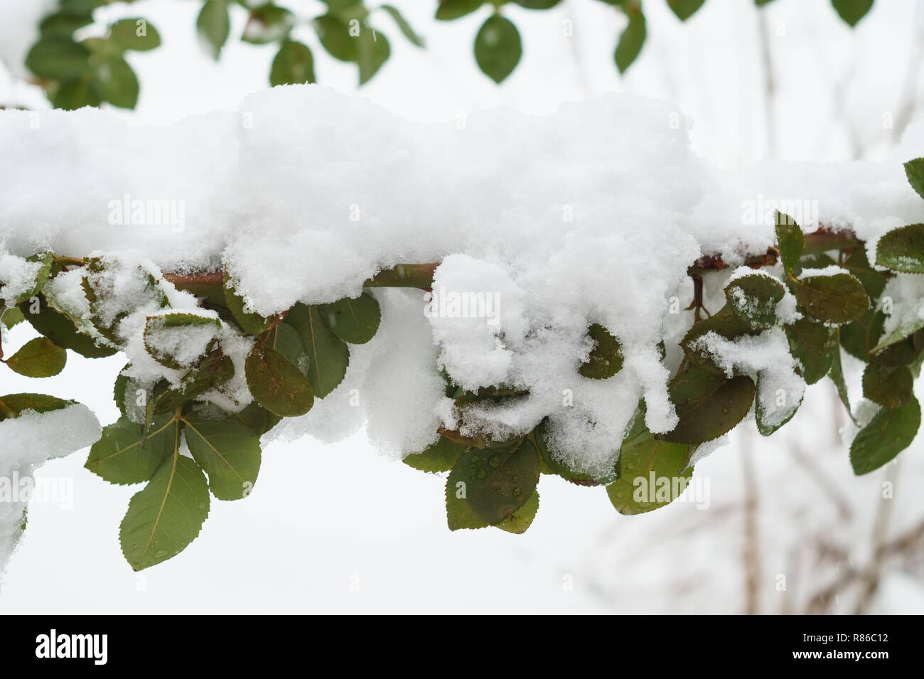 Snow on green leaves of plants in the garden Stock Photo - Alamy
