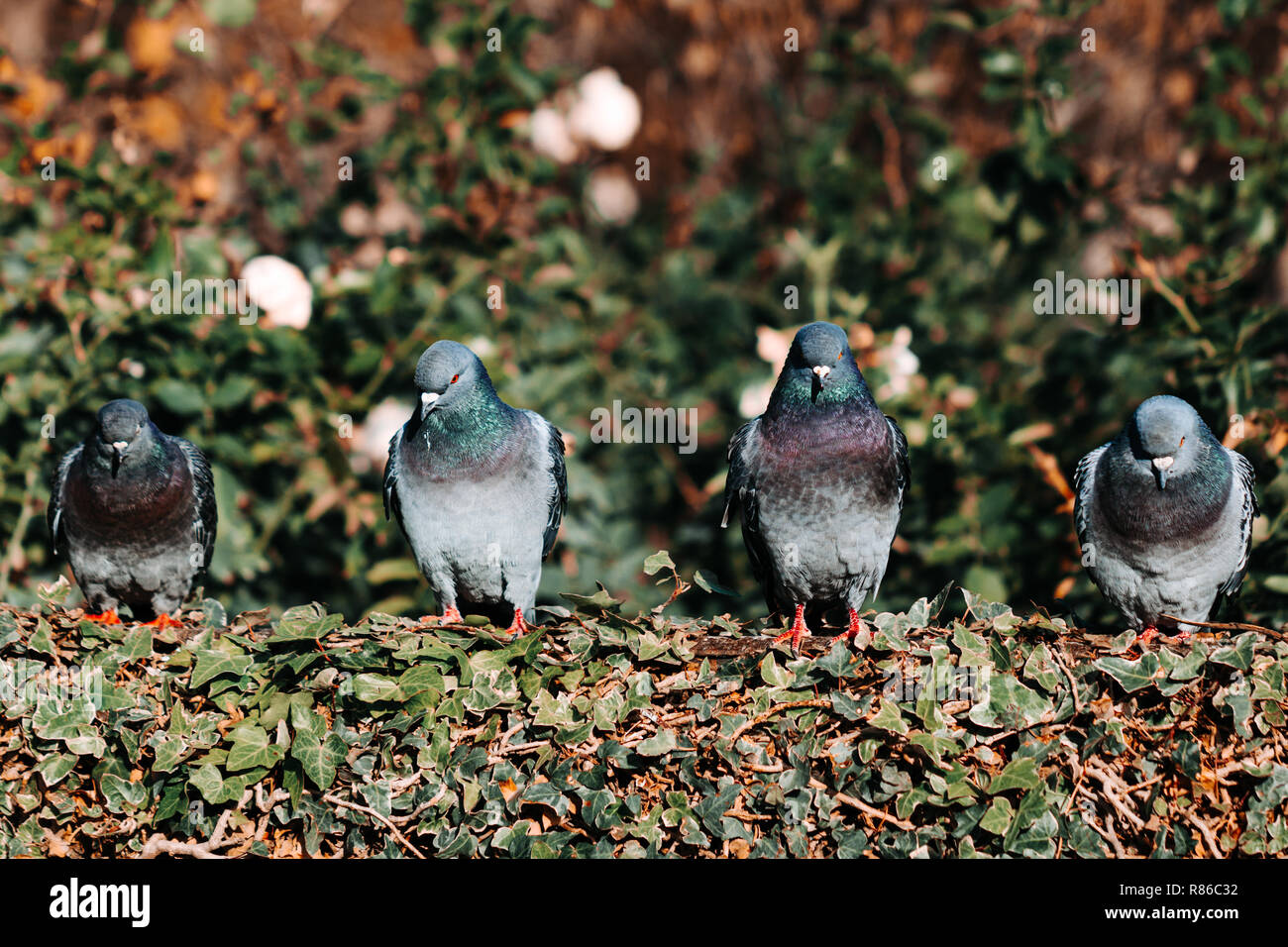 Four doves sitting hi-res stock photography and images - Alamy