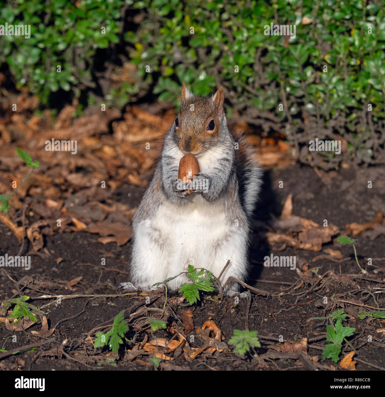 Squirrel storing nuts in tree hi-res stock photography and images - Alamy