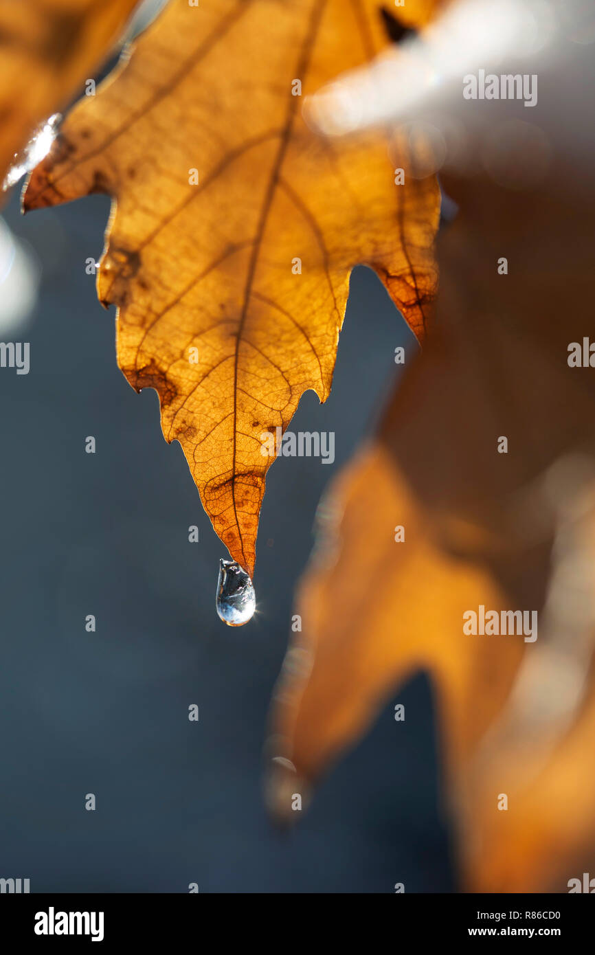 Yellow leaf hi-res stock photography and images - Alamy