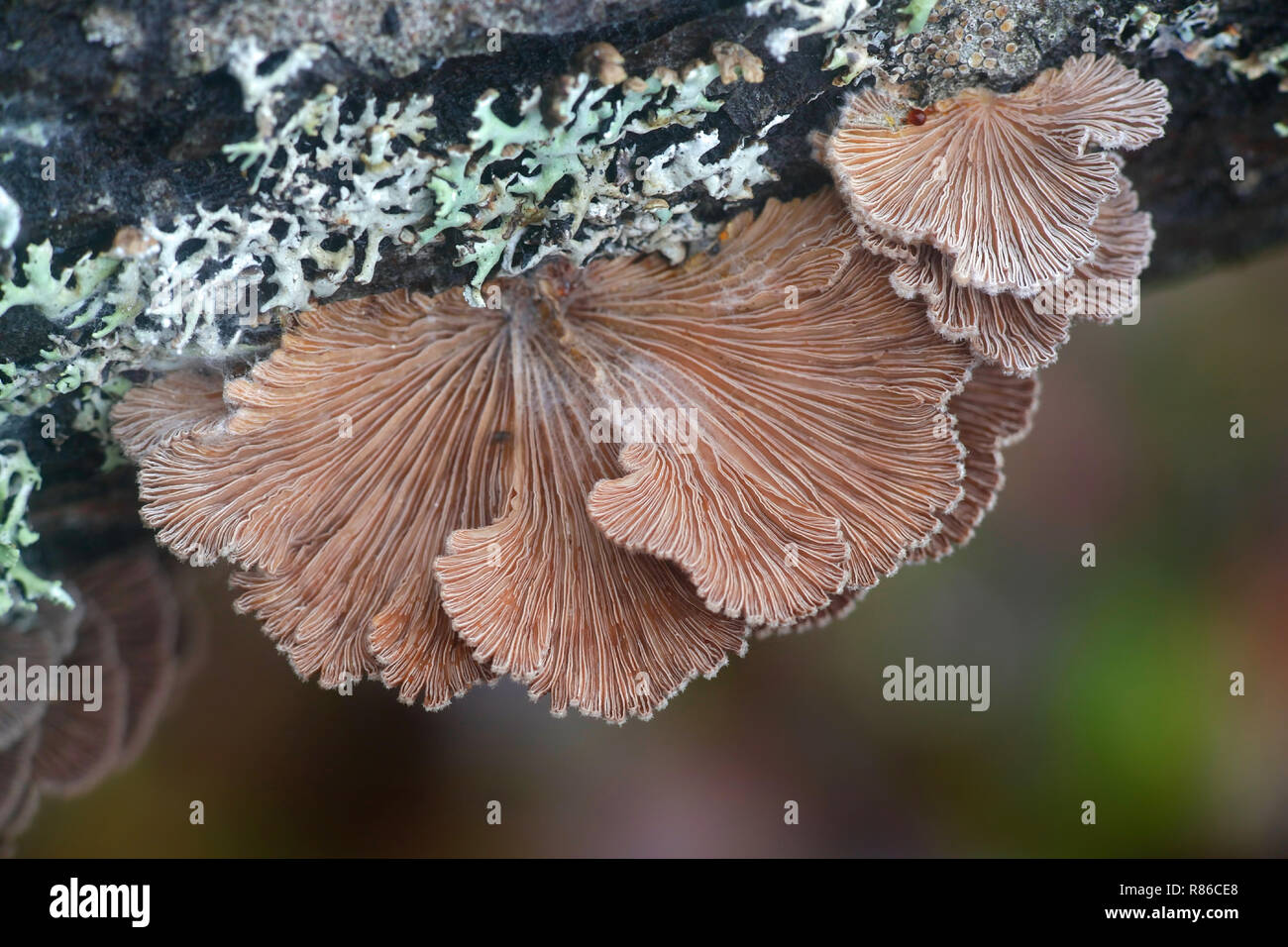 Split gill, Schizophyllum commune, studied for its immunomodulatory ...