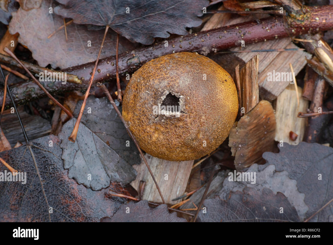 Scleroderma sp hi-res stock photography and images - Alamy