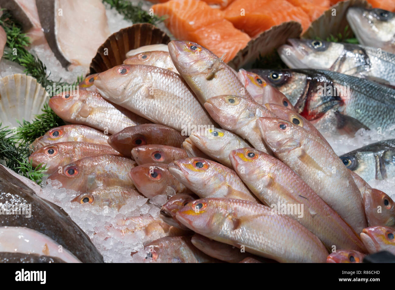 Red Snapper Fish on display at a Fishmongers in Leeds,West Yorkshire ...
