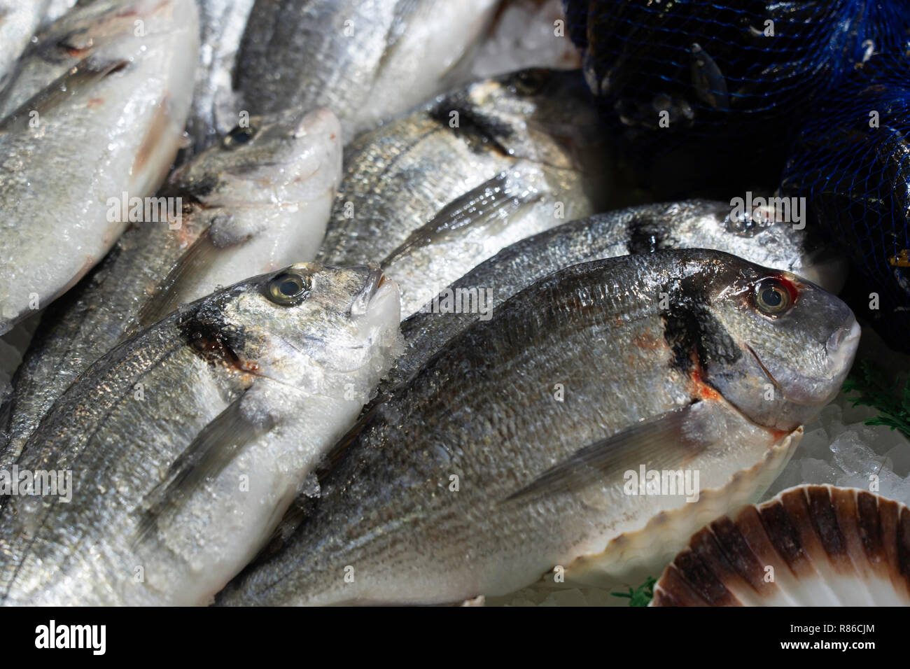 Gilt head bream uk hi-res stock photography and images - Alamy