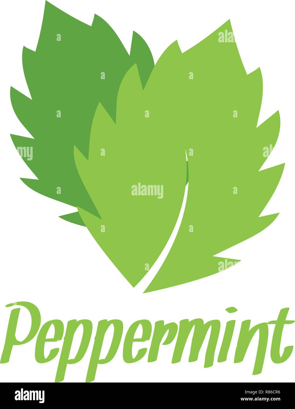 Peppermint plant botanical illustration Stock Vector Images - Alamy