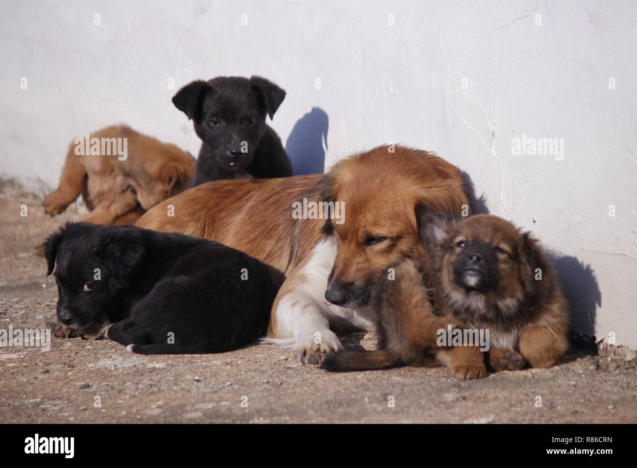Family of stray dogs hi-res stock photography and images - Alamy