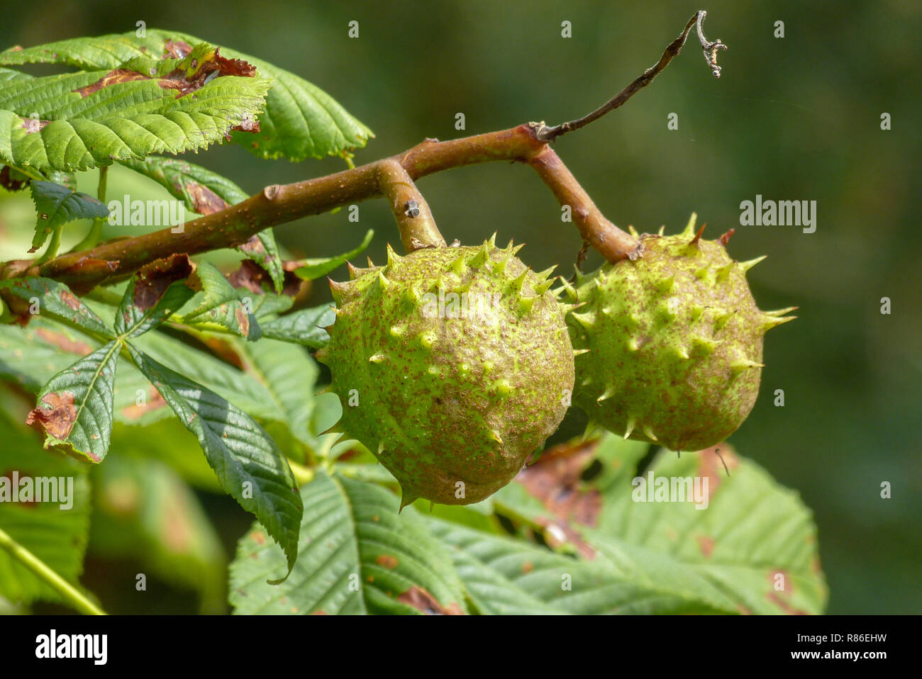 Autumn horse chestnuts hi-res stock photography and images - Alamy