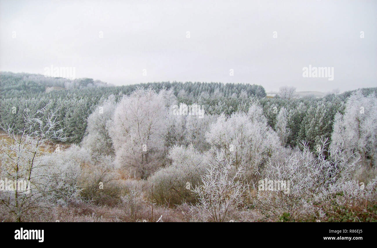 Panorama of snowy forest hi-res stock photography and images - Alamy