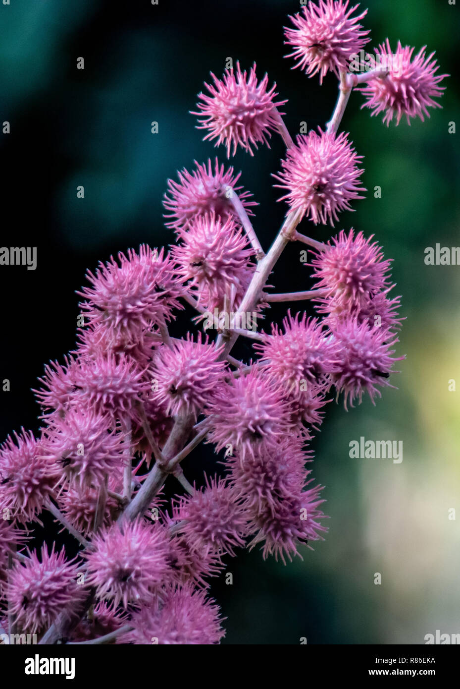Purple Spiky Plant High Resolution Stock Photography and Images - Alamy