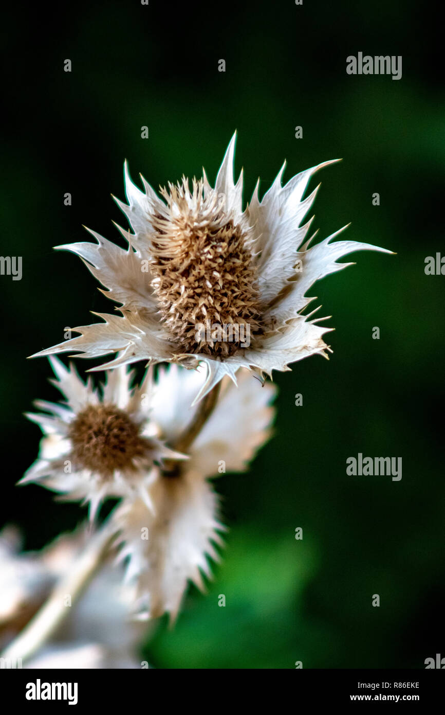 Capsule botany hi-res stock photography and images - Alamy