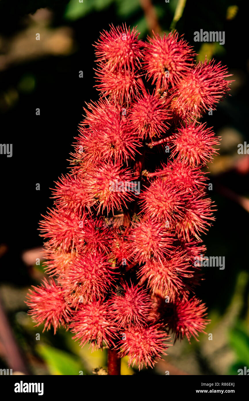 Castor oil stem hi-res stock photography and images - Alamy