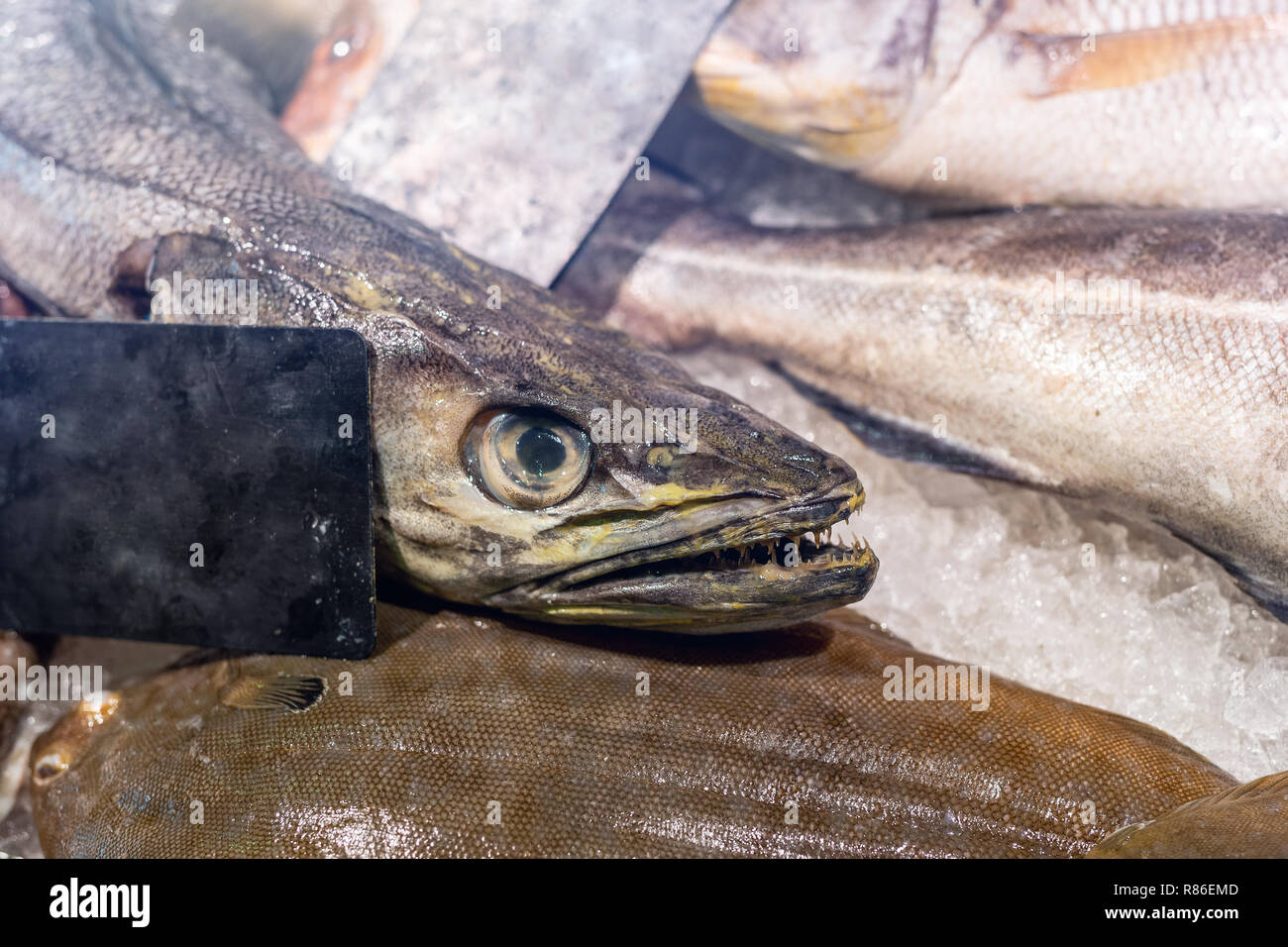 Close-up head with sharp teeth of raw hake fish on counter at fish ...
