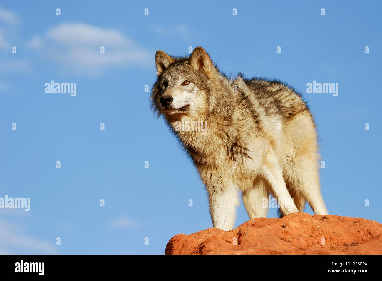 Grey gray timber wolf hi-res stock photography and images - Alamy