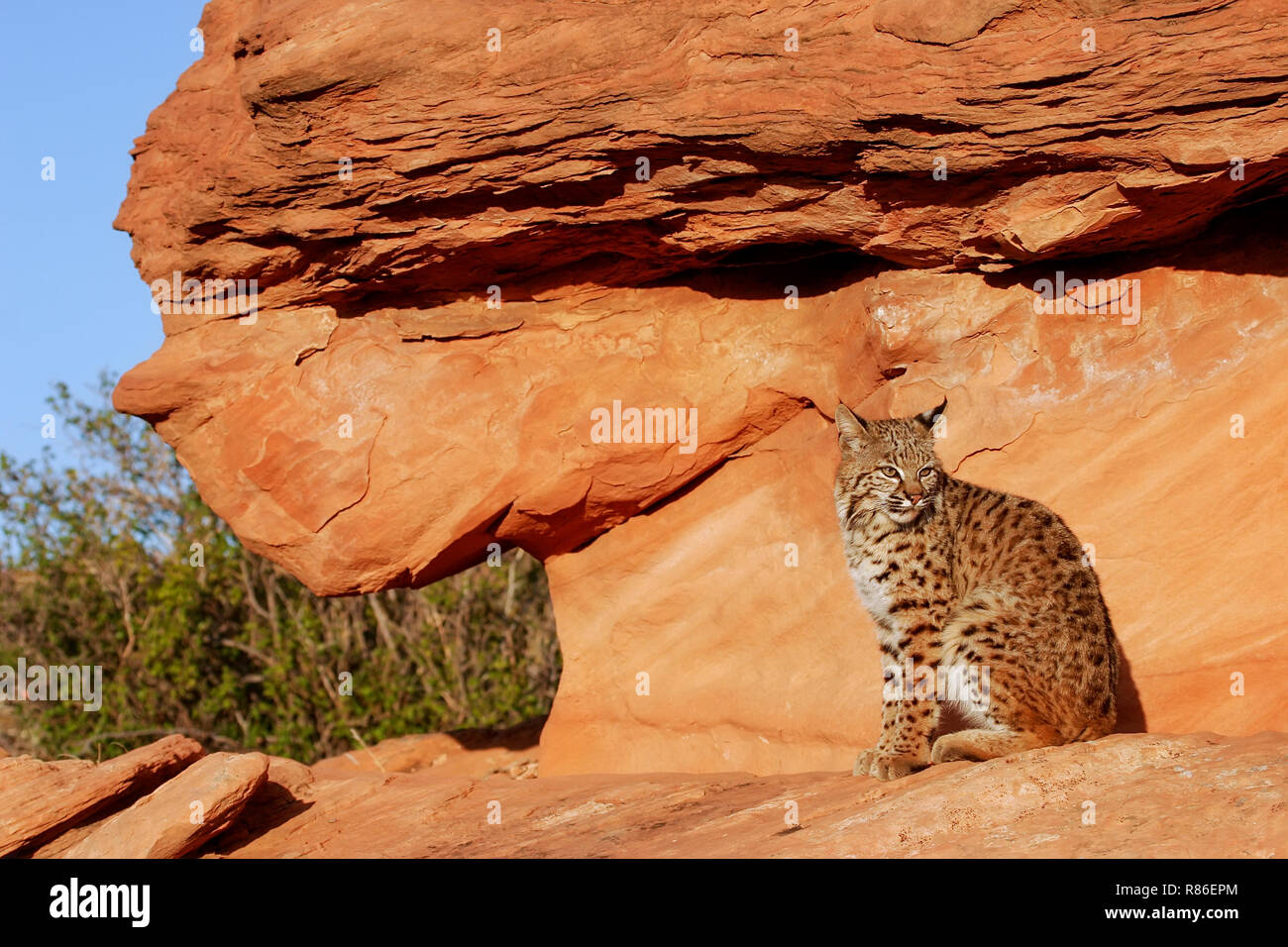 Desert lynx hi-res stock photography and images - Alamy