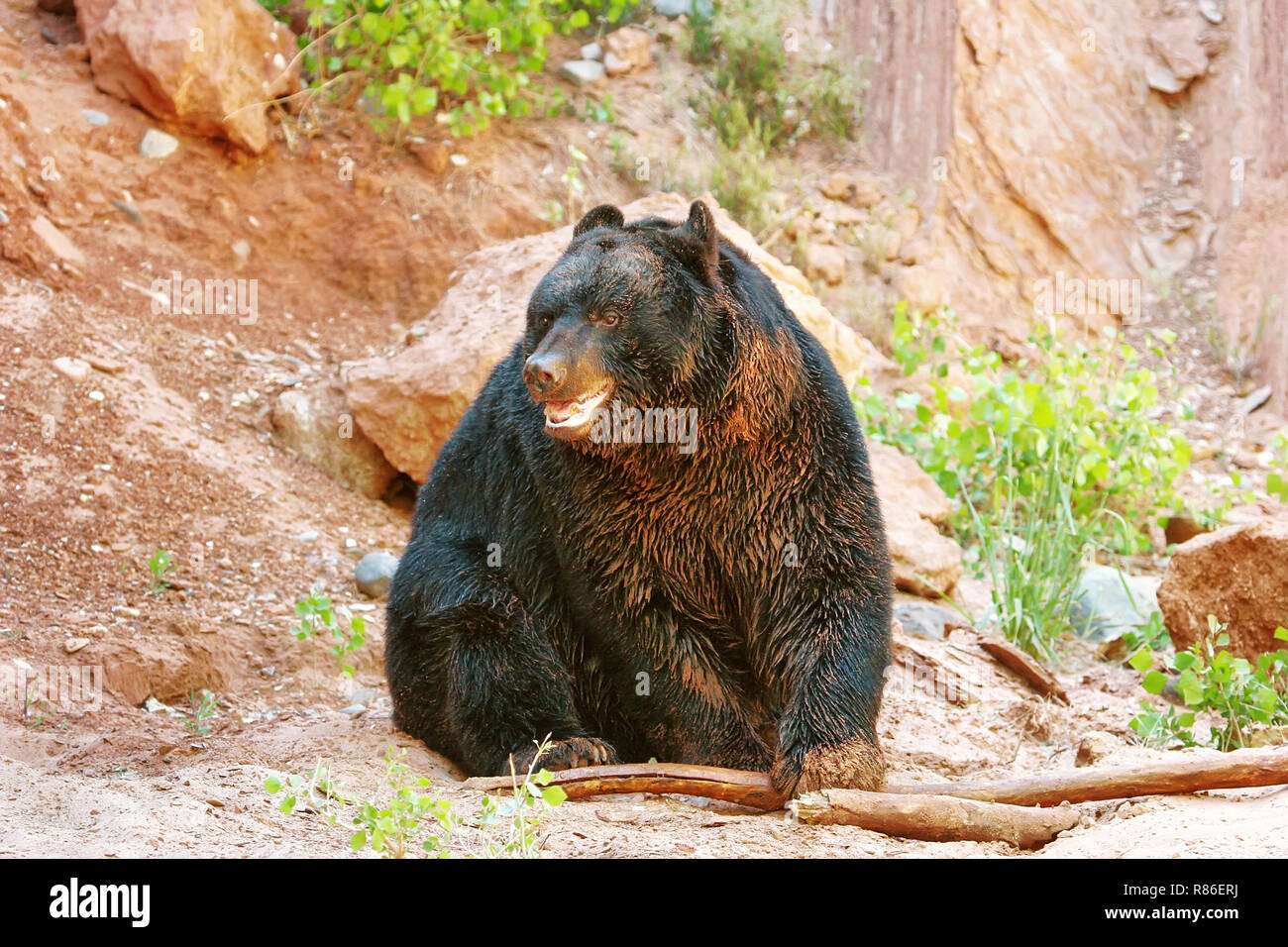 American black bear stick hi-res stock photography and images - Alamy