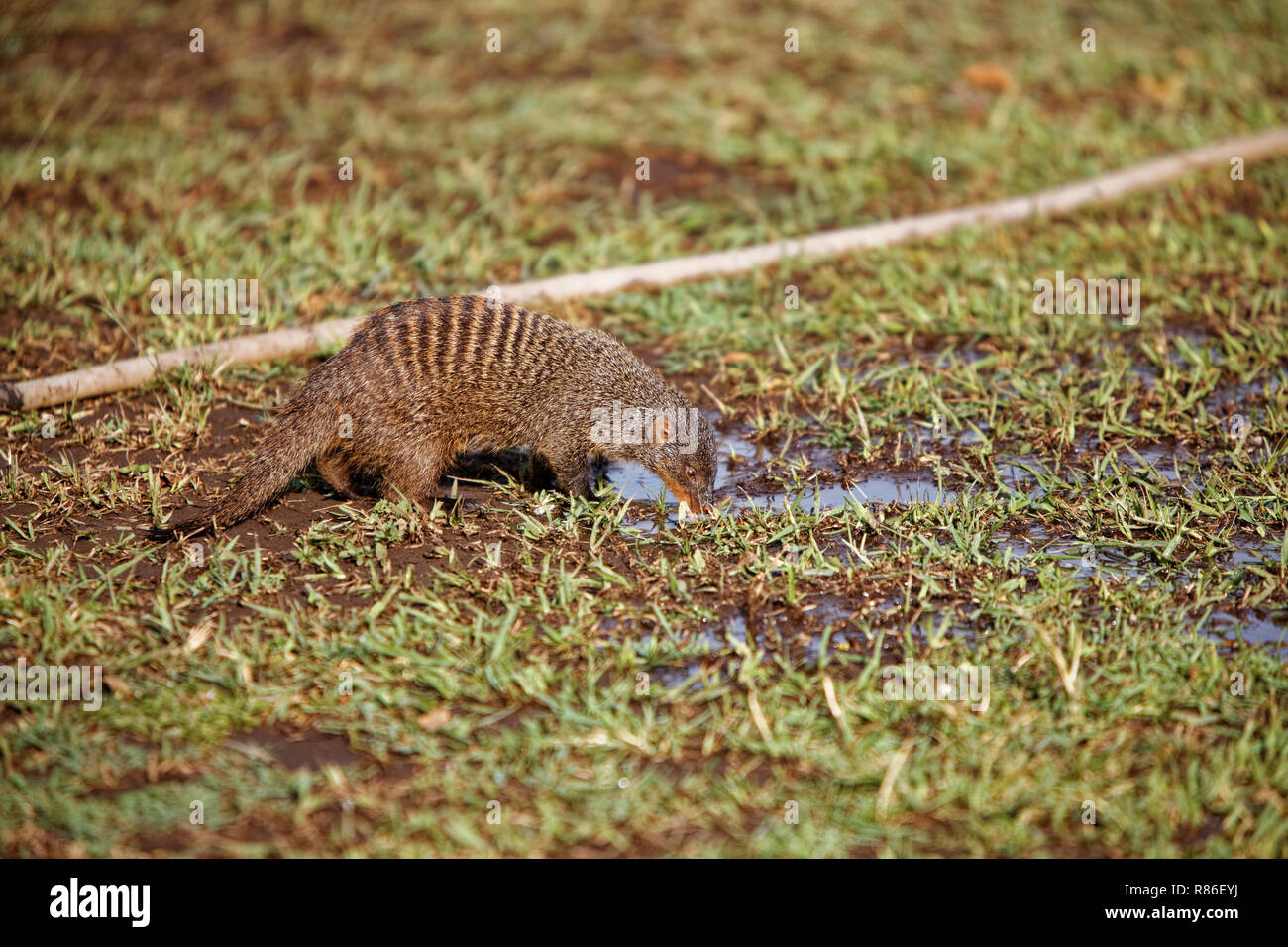 Queen elizabeth national park mongoose hi-res stock photography and ...