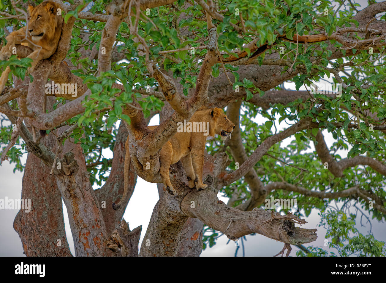 Awake lion hi-res stock photography and images - Alamy