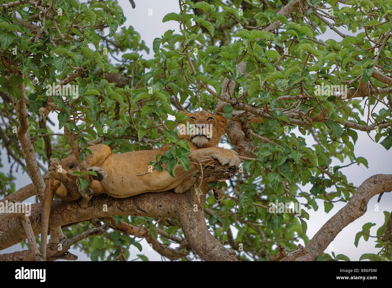 Lion on a tree Stock Photo - Alamy