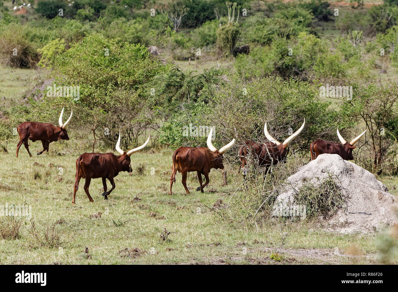 Uganda cattle hi-res stock photography and images - Alamy