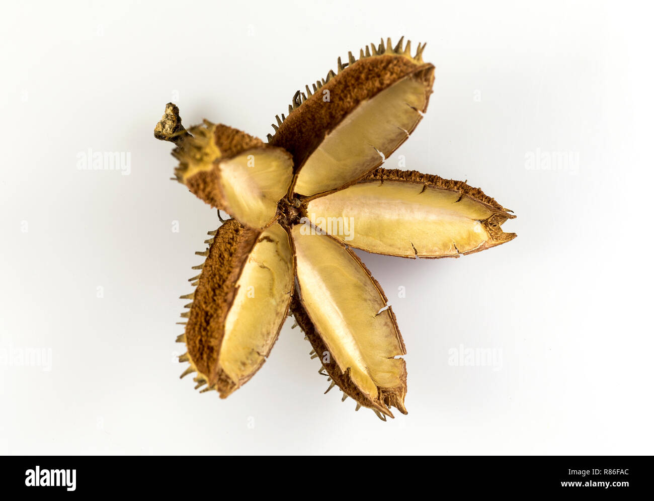 Woody distintive fruit pod of a crows ash or Australian teak ...