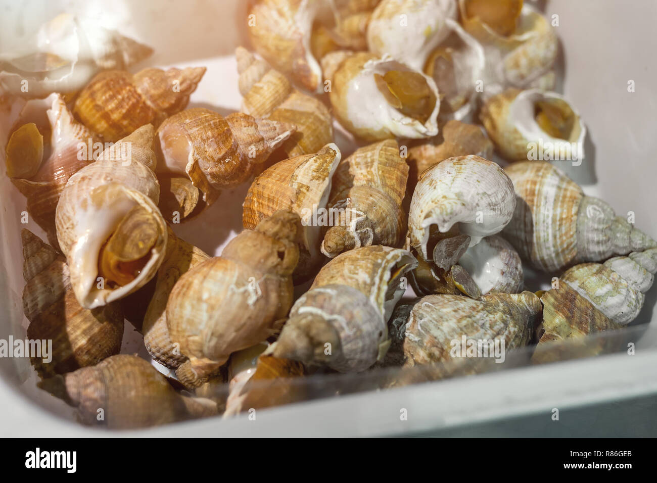 Fresh sea snails hi-res stock photography and images - Alamy