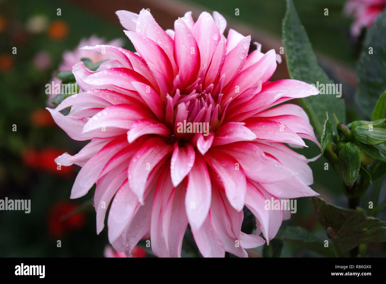 Dahlia white candy hi-res stock photography and images - Alamy
